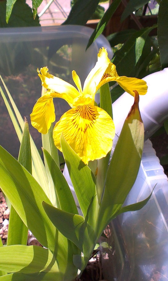 Hoe ik mijn vijver aanlegde | Iris' Garden Ecology