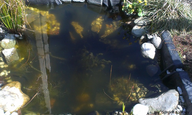 10 Tips voor een heldere, ecologische vijver (zonder pomp) | Iris ...