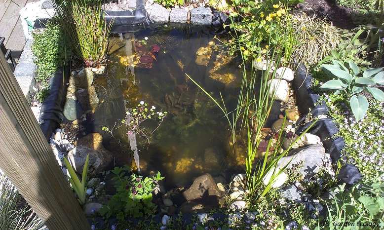 10 Tips voor een heldere, ecologische vijver (zonder pomp) | Iris ...