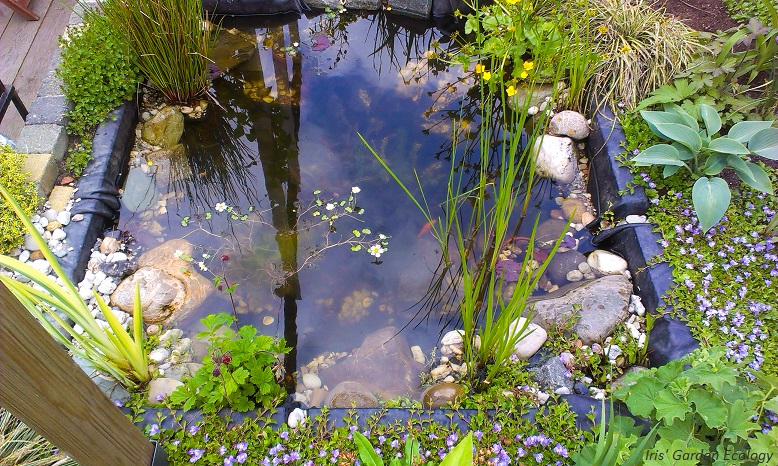 Hoe ik mijn vijver aanlegde | Iris' Garden Ecology