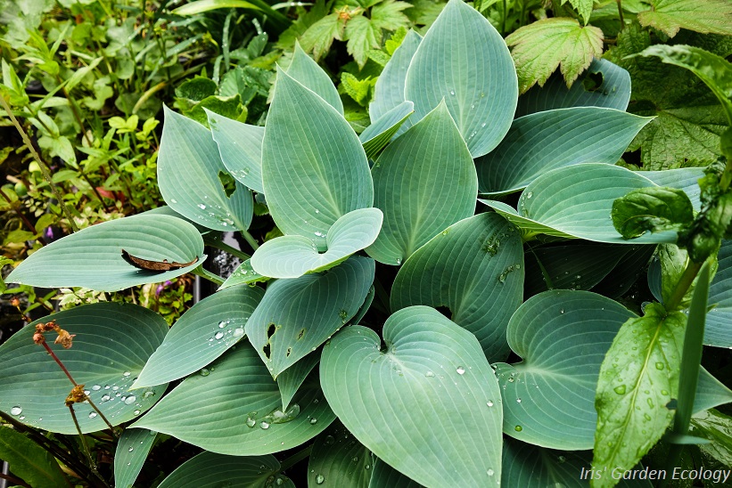 Sorry, geen last van slakken | Iris' Garden Ecology