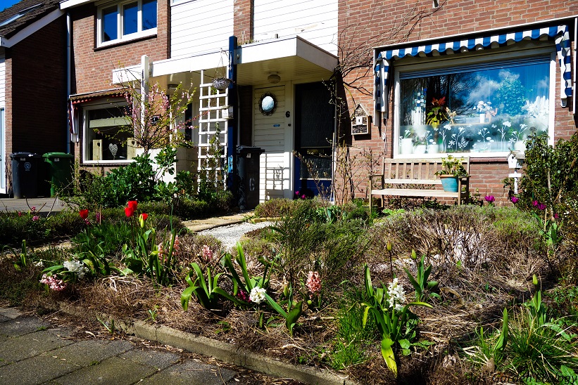 Successietuin: van zandgrond naar een ‘bos’ | Iris' Garden Ecology