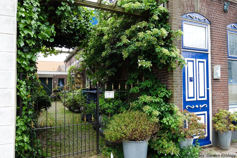 5 tips voor een kleine, groene stadstuin | Iris' Garden Ecology