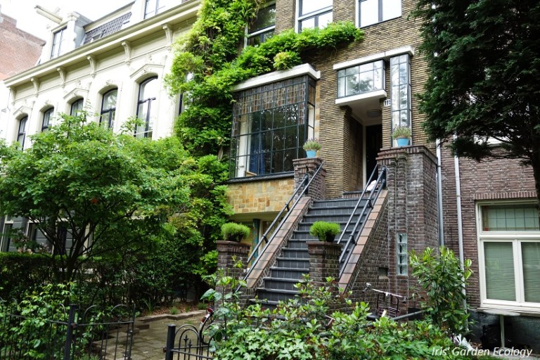 5 tips voor een kleine, groene stadstuin | Iris' Garden Ecology