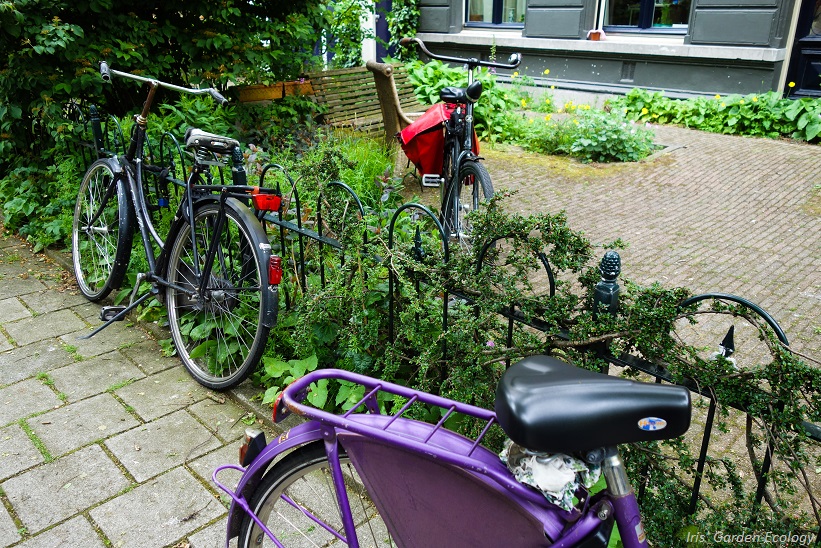 5 tips voor een kleine, groene stadstuin | Iris' Garden Ecology
