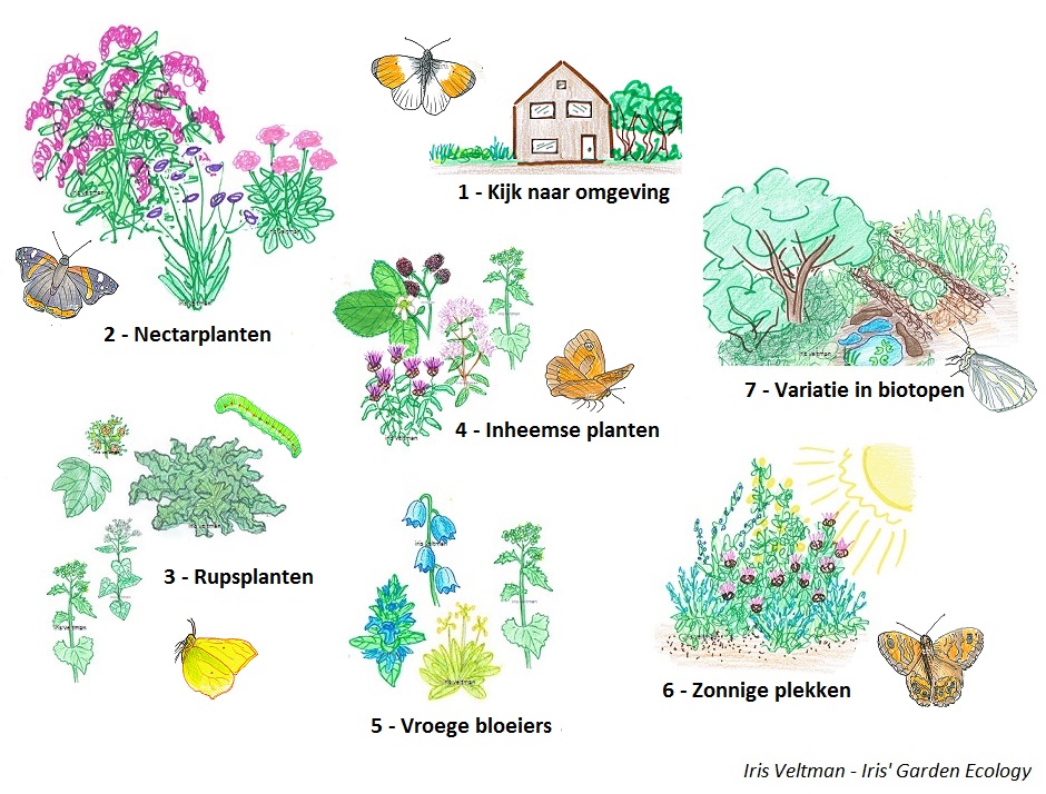 Meer vlinders in de tuin – in 7 stappen | Iris' Garden Ecology
