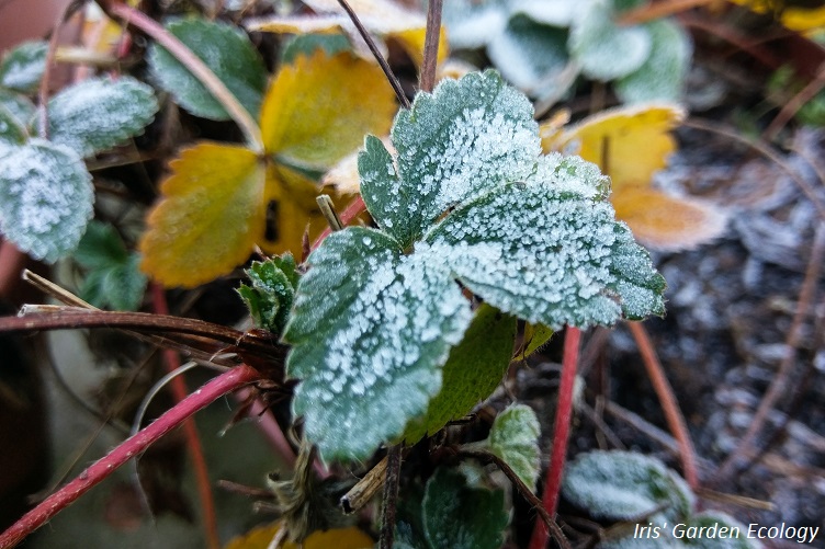 Het NUT van vorst | Iris' Garden Ecology