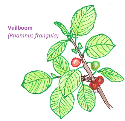 Even voorstellen: de vuilboom | Iris' Garden Ecology
