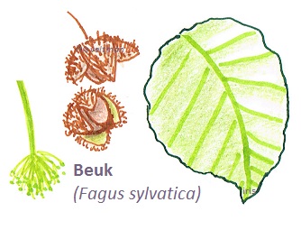 Mijn favoriete saladeplanten (die je niet jaarlijks hoeft te zaaien ...