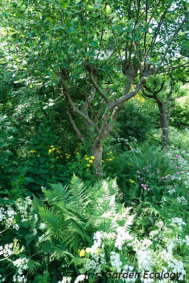 Mooie groene plekjes – een serie foto’s | Iris' Garden Ecology