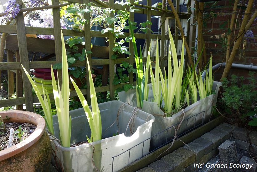 De aanpak van mijn regenwater-plantenfilter | Iris' Garden Ecology