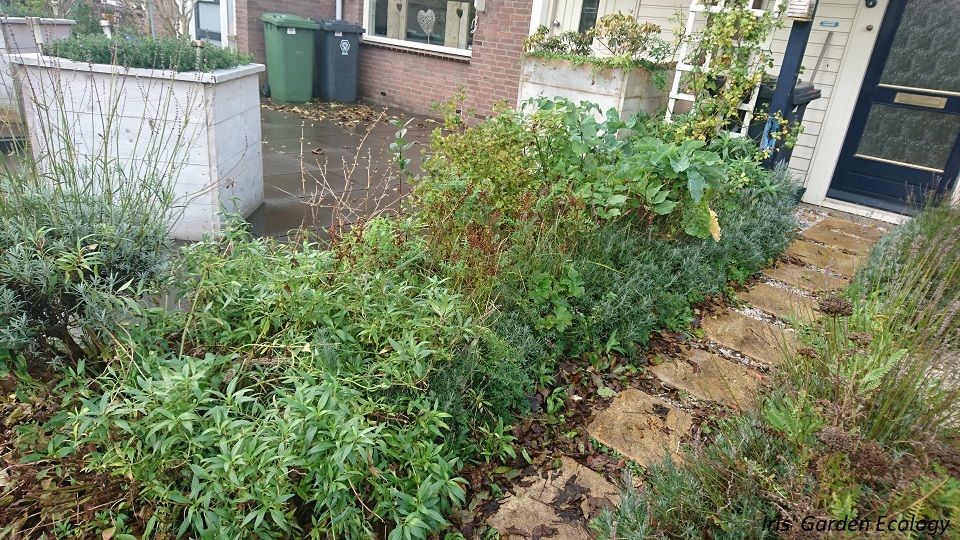 Mijn voortuin | Iris' Garden Ecology