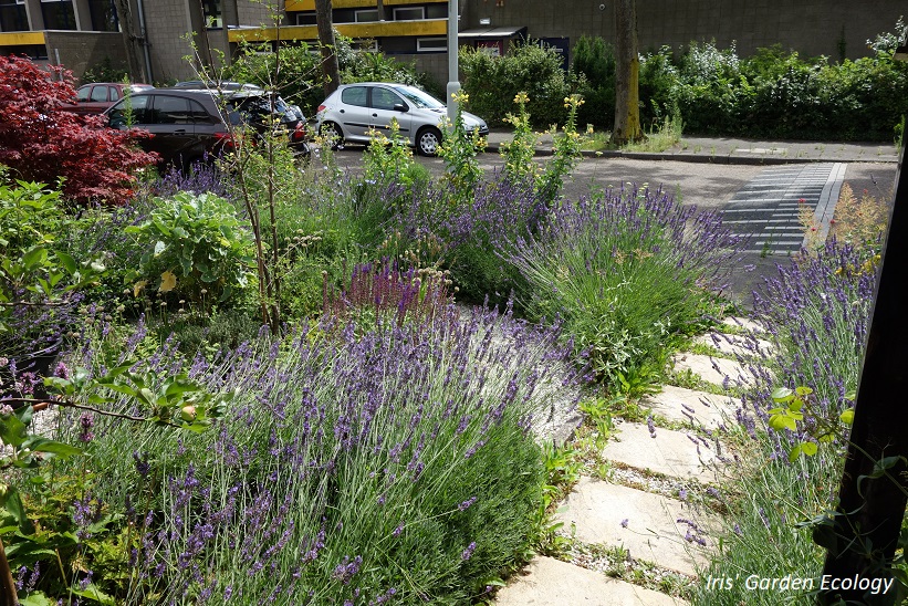 Mijn voortuin | Iris' Garden Ecology