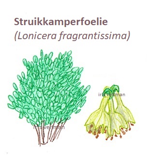 Compacte -met bonus voor biodiversiteit- struiken | Iris' Garden Ecology