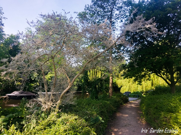 Spookbomen en spinselmotten | Iris' Garden Ecology