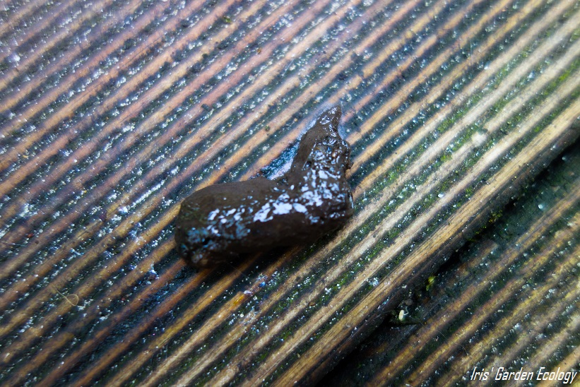 Tuindagboek: blij met poep | Iris' Garden Ecology