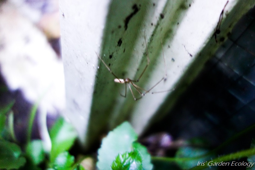 Brrr… Spinnen in de tuin! | Iris' Garden Ecology