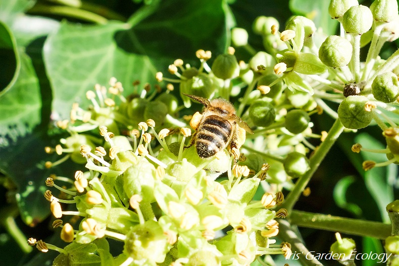 10x Bloeiende insectenplanten: oktober | Iris' Garden Ecology