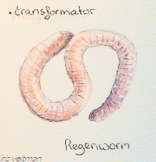 Functies binnen een ecosysteem – een kennismaking | Iris' Garden Ecology