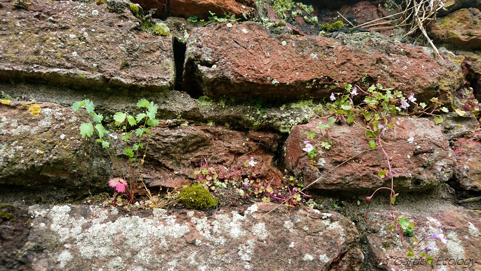 Inspiratie: muurplanten kijken in een kasteelruïne | Iris' Garden Ecology