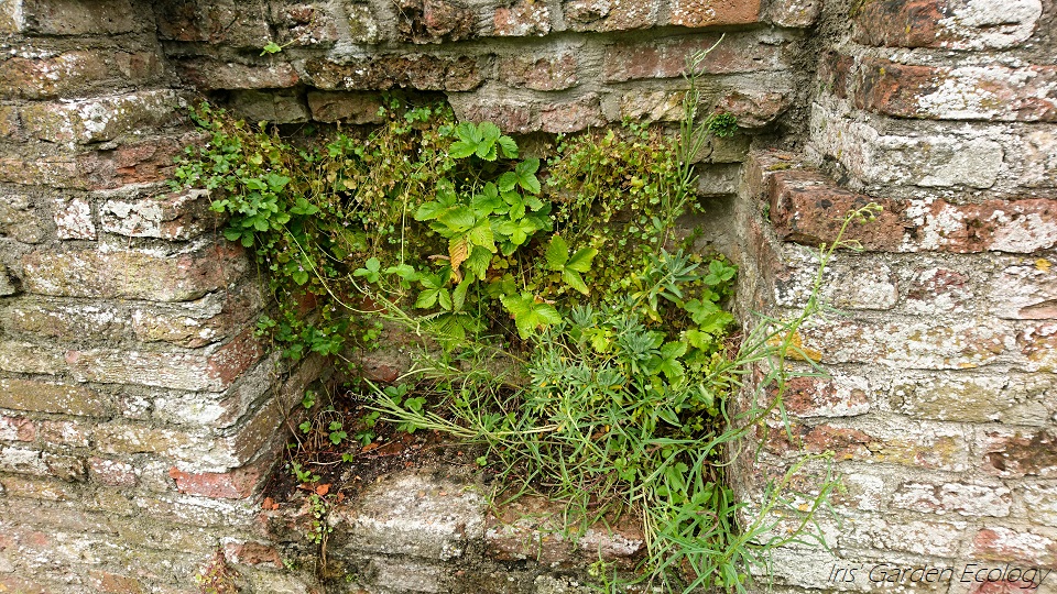 Inspiratie: muurplanten kijken in een kasteelruïne | Iris' Garden Ecology