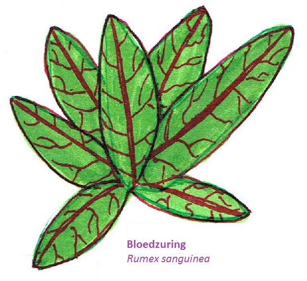 Mijn 10 favoriete diepe wortelaars | Iris' Garden Ecology