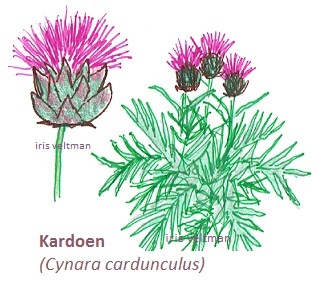 Mijn 10 favoriete diepe wortelaars | Iris' Garden Ecology