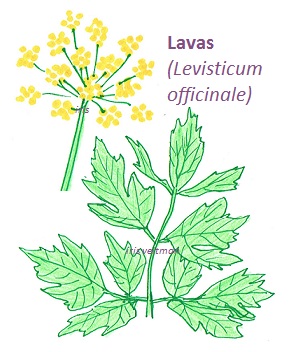 Mijn 10 favoriete diepe wortelaars | Iris' Garden Ecology