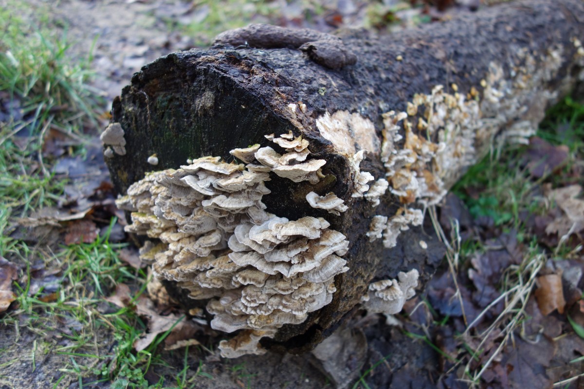 Dode en niet-levende dingen | Iris' Garden Ecology